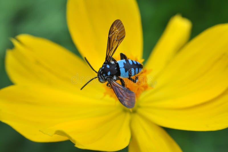 Thyreus Nitidulus - Neon Cuckoo Bee Stock Image - Image of australia ...