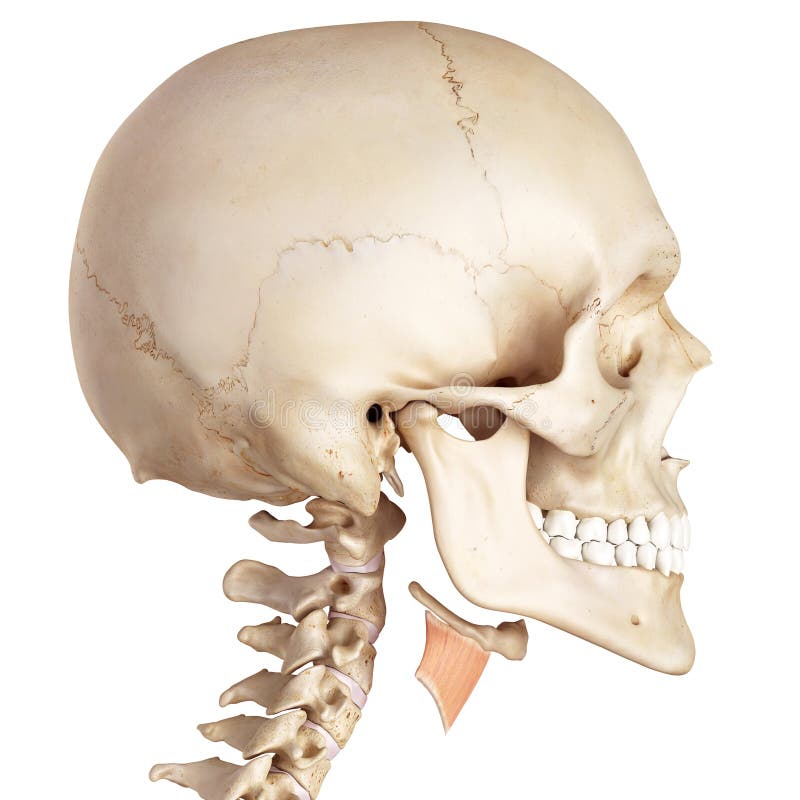 Thyrohyoid Muscle Anatomy for Medical Concept 3D Stock Illustration ...