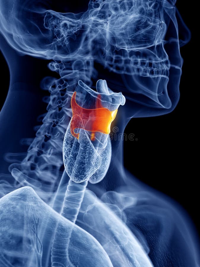 The thyroid cartilage stock illustration. Illustration of human - 73540313