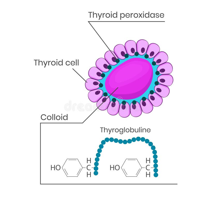 Colloid Thyroglobulin Stock Illustrations – 5 Colloid Thyroglobulin ...