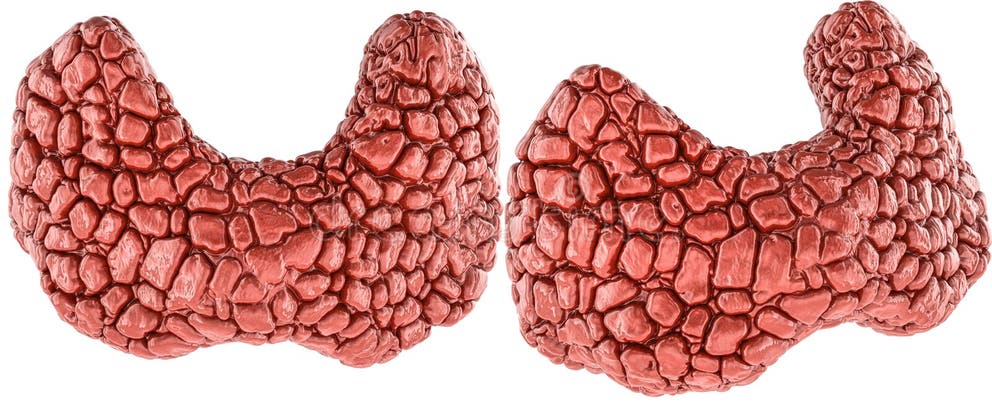 Thyroid Gland 3d Model, Two Angles. 3D Rendering Stock Illustration ...