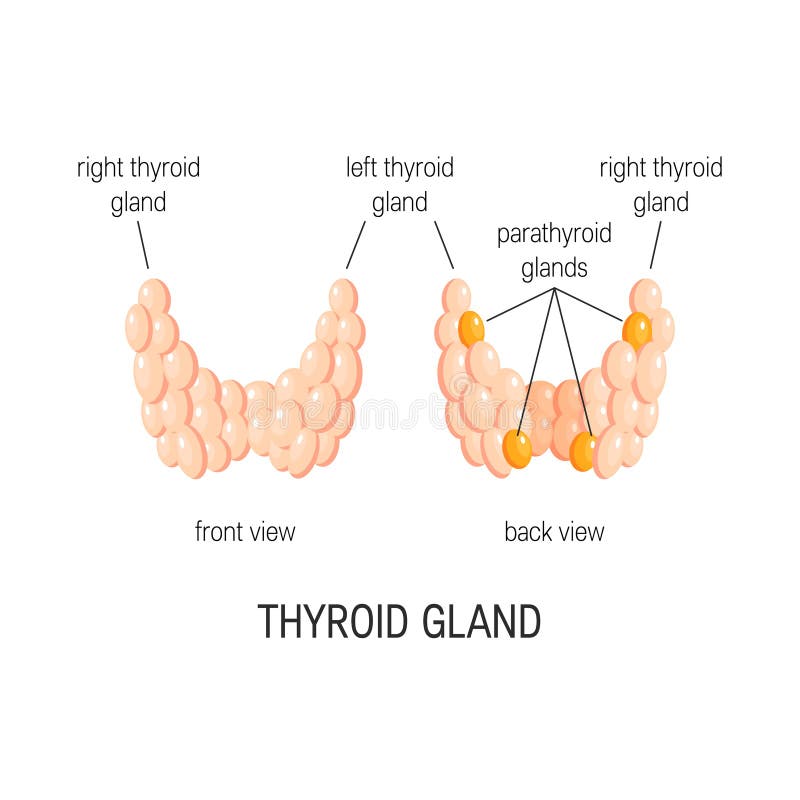 Thyroid gland vector stock vector. Illustration of anatomy - 130029273