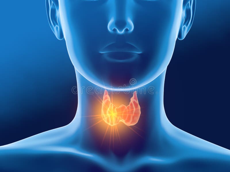 Thyroid Stock Illustrations – 3,118 Thyroid Stock Illustrations ...