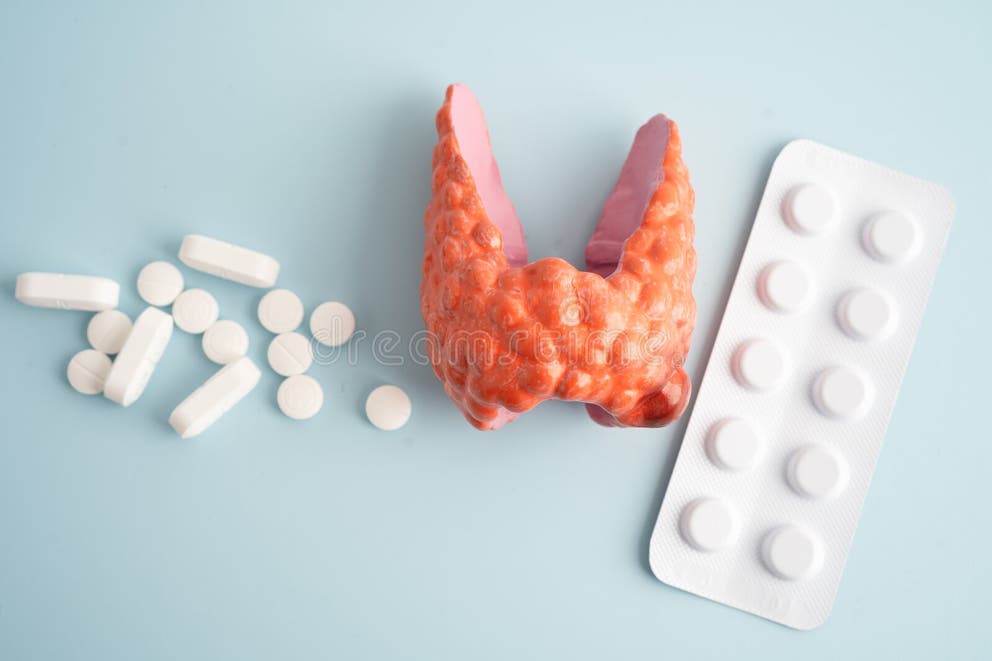 Thyroid Model with Pill Drug Treatment, Hyperthyroidism, Overactive or ...