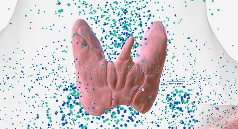 The Thyroid is a Small, Butterfly Shaped Gland Located at the Fr Stock ...