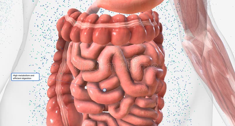 The Thyroid is a Small, Butterfly Shaped Gland Located at the Front of ...