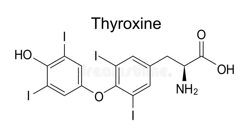 Thyroxine Chemical Formula, Molecule of Thyroxine Hormone Stock Vector ...
