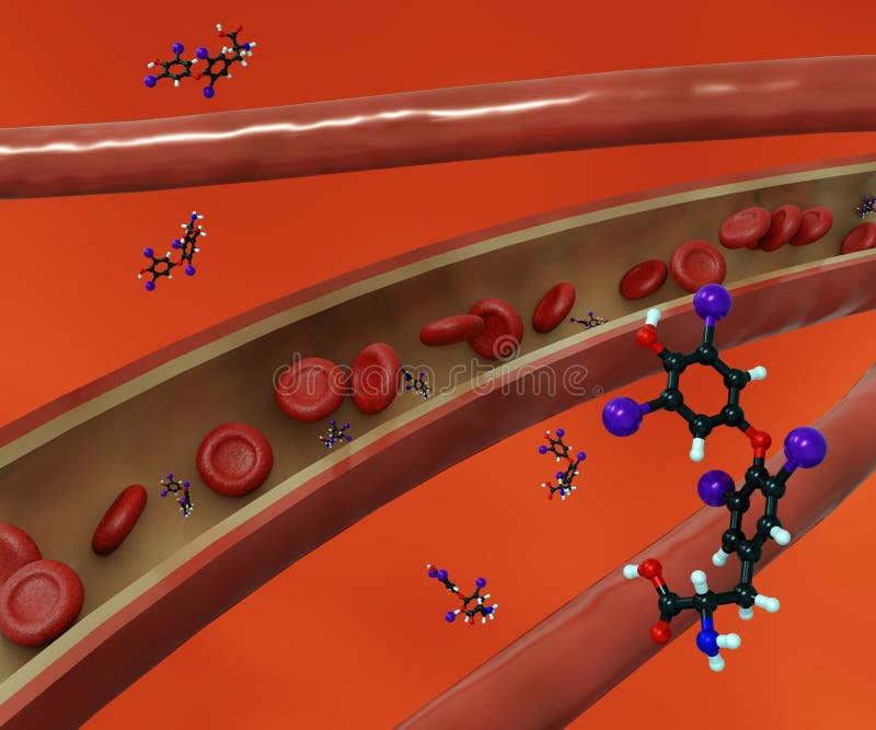 Thyroxine or T4 Hormone Molecule and Red Blood Cells Stock Illustration ...