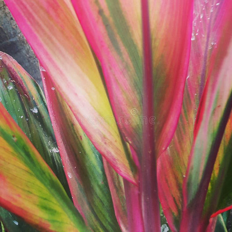 Ti leaves stock photo. Image of botanical, tropical, hawaiian - 34000694