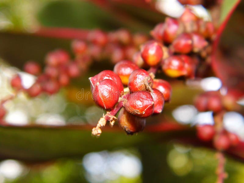 Ti long plant tree of king stock photo. Image of nature - 48451614