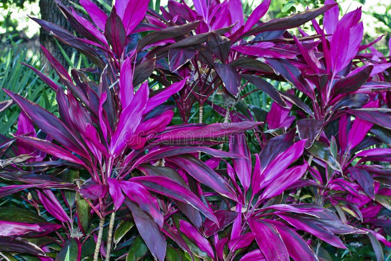 Ti Plant stock image. Image of ornamental, garden, tropical - 19799407