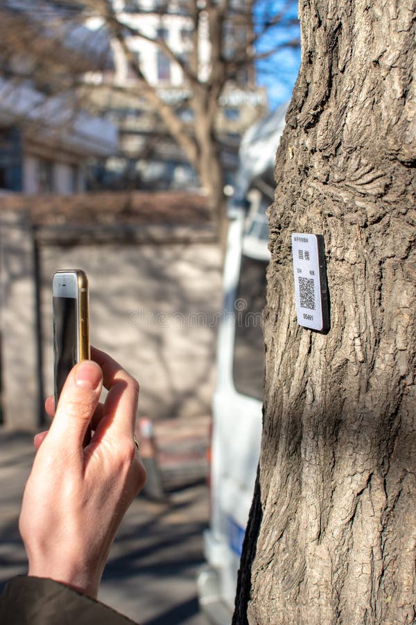 Smartphone Scanning QR Code on a Tree To Learn More about the Tree ...