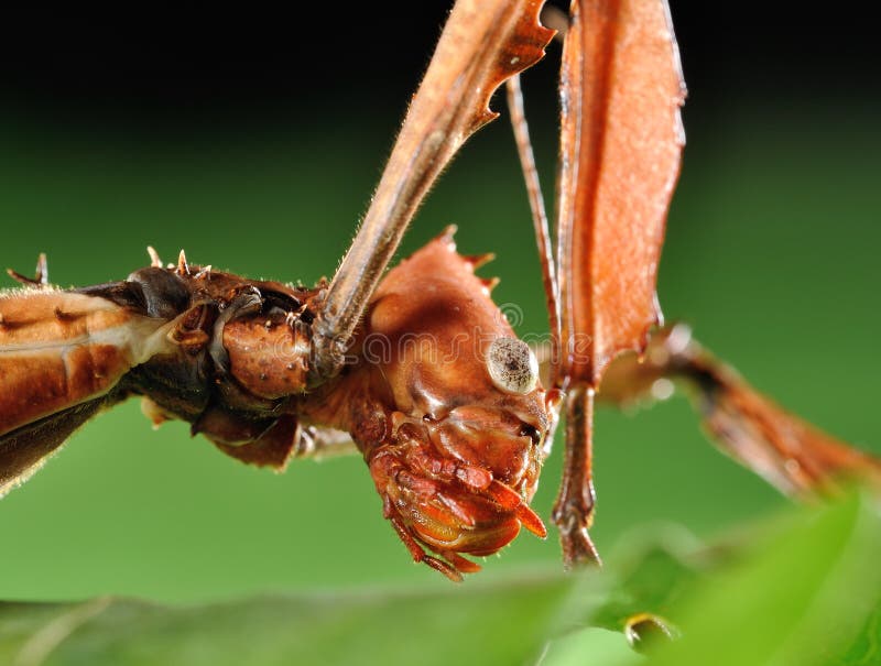 Extatosoma Tiaratum Comúnmente Conocido Como Insecto De Hoja Espinosa ...