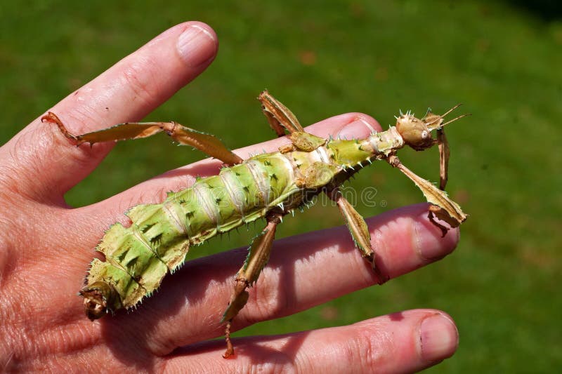 Tiaratum De Extatosoma Del Phasmida Imagen de archivo - Imagen de ...