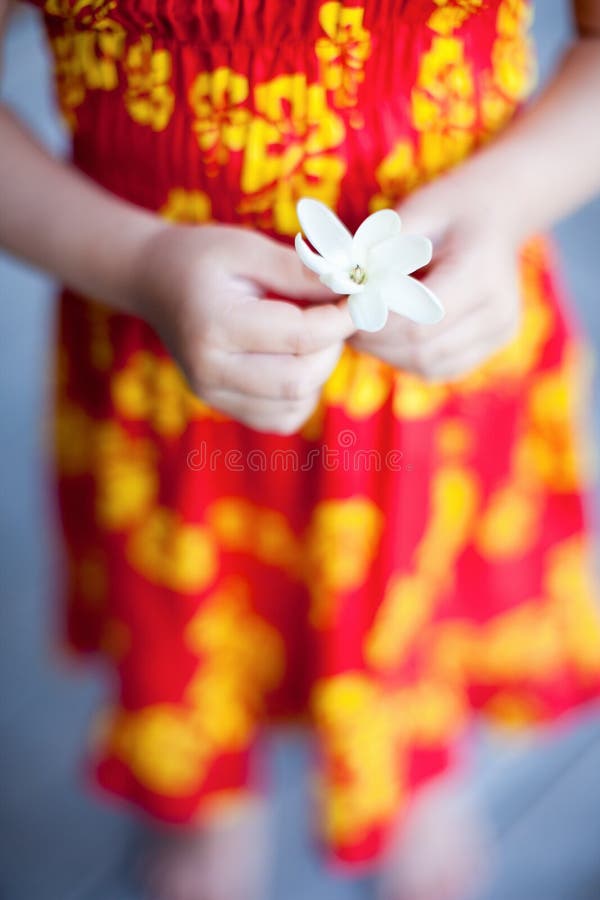 Tiare flower stock image. Image of holding, flora, natural - 27258405