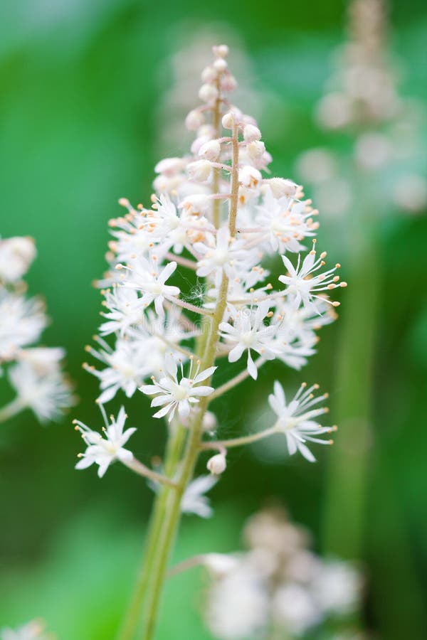 Tiarella cordifolia stock image. Image of summer, cordifolia - 33795747