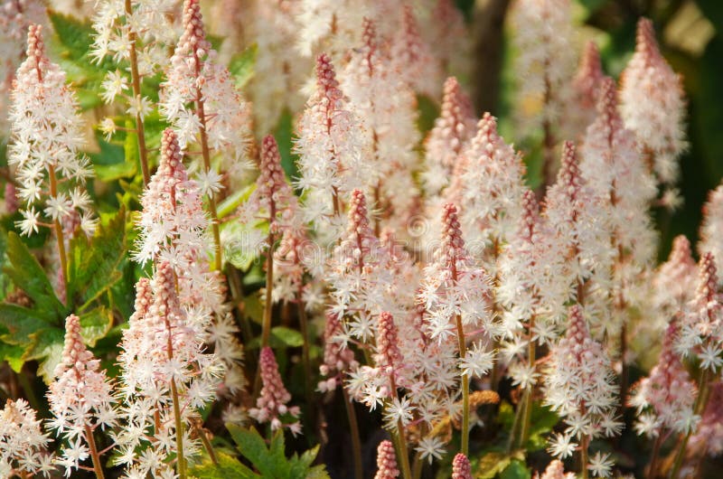 Red Skyrocket Flower Scarlet Gilia Ipomopsis Aggregata Stock Photo ...