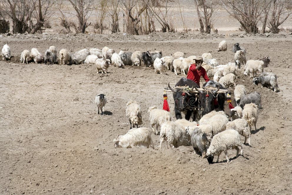Tibet stock image. Image of asia, beast, cattle, labour - 20951591