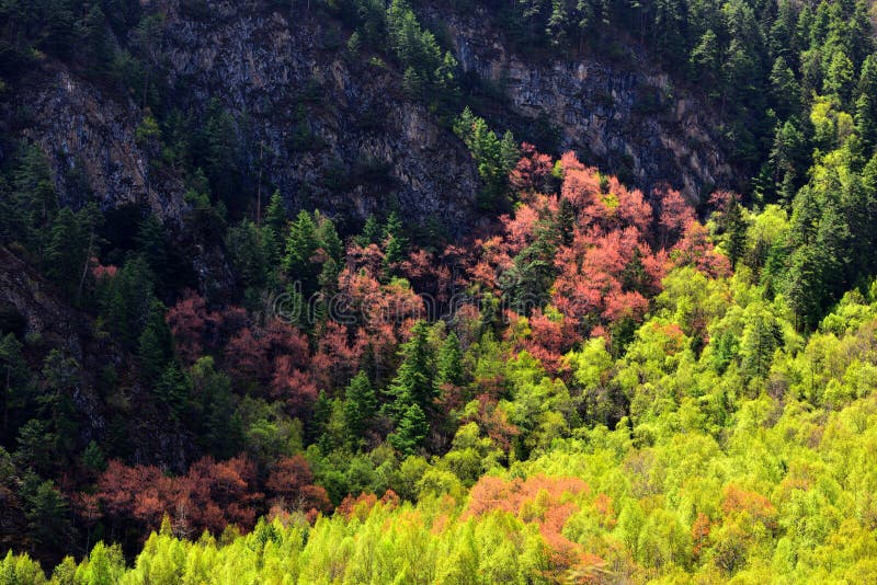 Tibet Color of the forest stock photo. Image of outdoor - 78784106