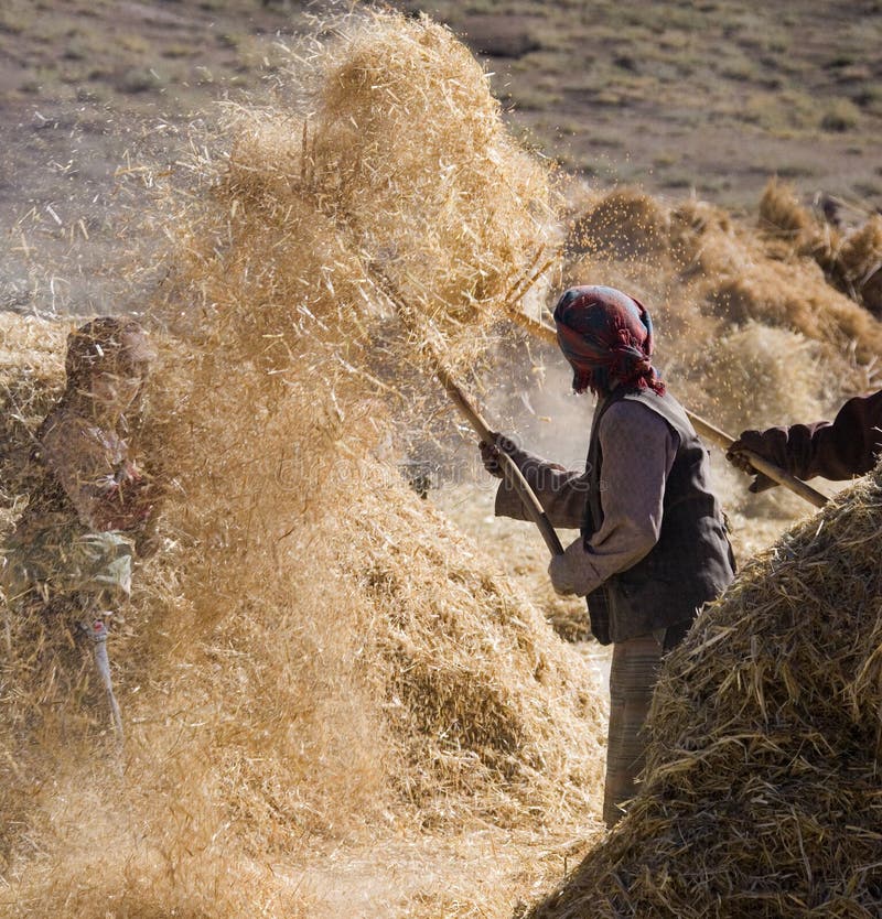 Tibetan Farmers Harvesting - Tibet Editorial Stock Image - Image of ...