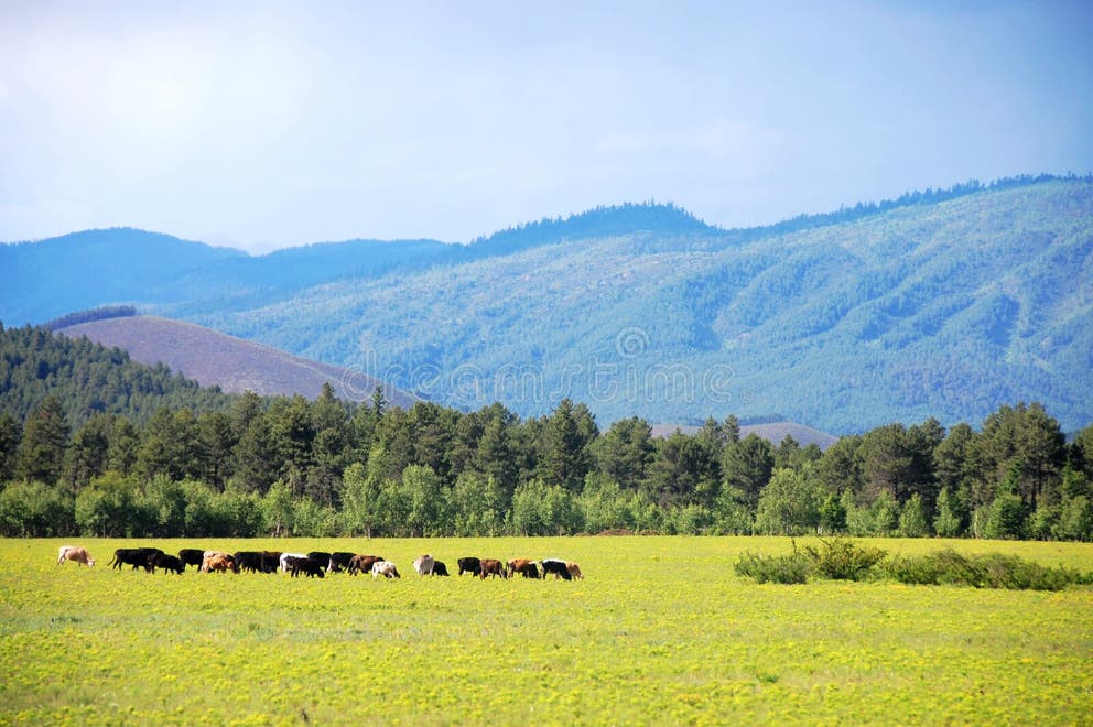 Tibet Ranch stock image. Image of animal, china, grazing - 5981025