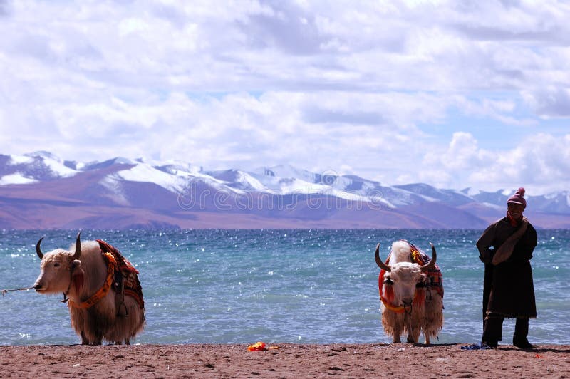 Tibet s snow mountains editorial stock image. Image of snow - 11272374