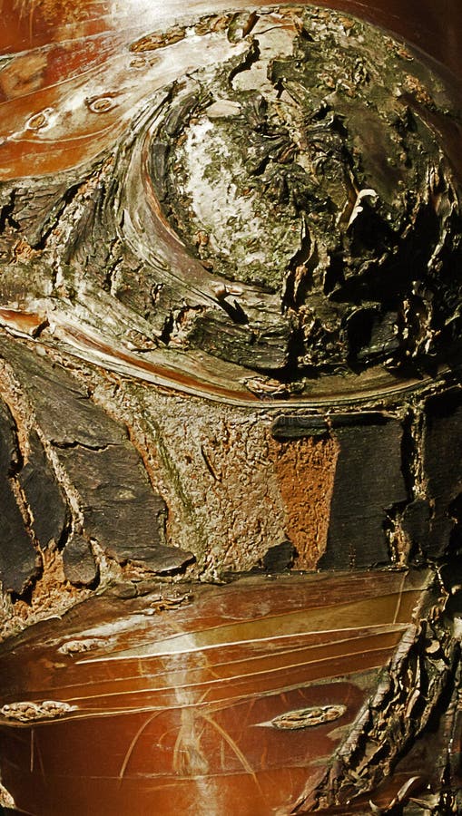 Tibetan cherry knot stock photo. Image of rough, prunus - 36493432