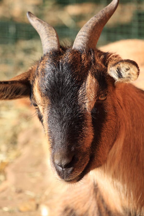 Tibetan Goat stock image. Image of horns, animal, tibetan - 19621939