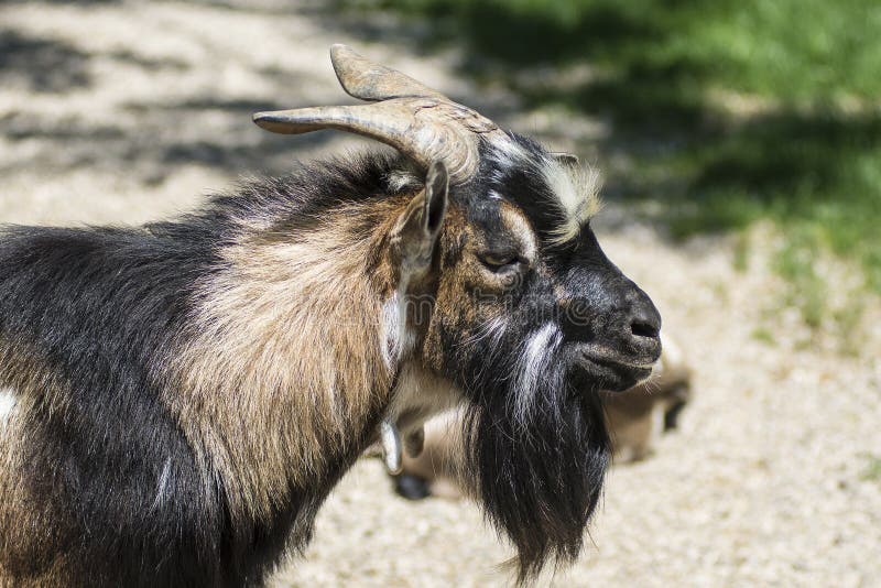 162 Pashmina Goat Stock Photos - Free & Royalty-Free Stock Photos from ...