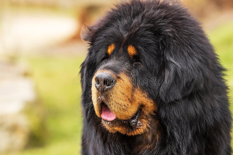 The Tibetan Mastiff Close-up of the Head Stock Image - Image of ...