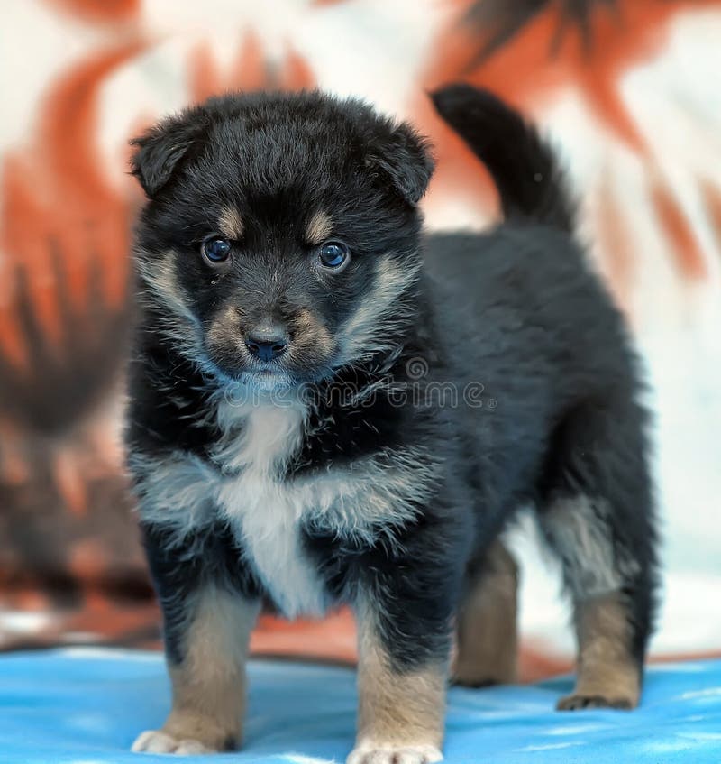 Gullig valp fotografering för bildbyråer. Bild av litet - 7896649