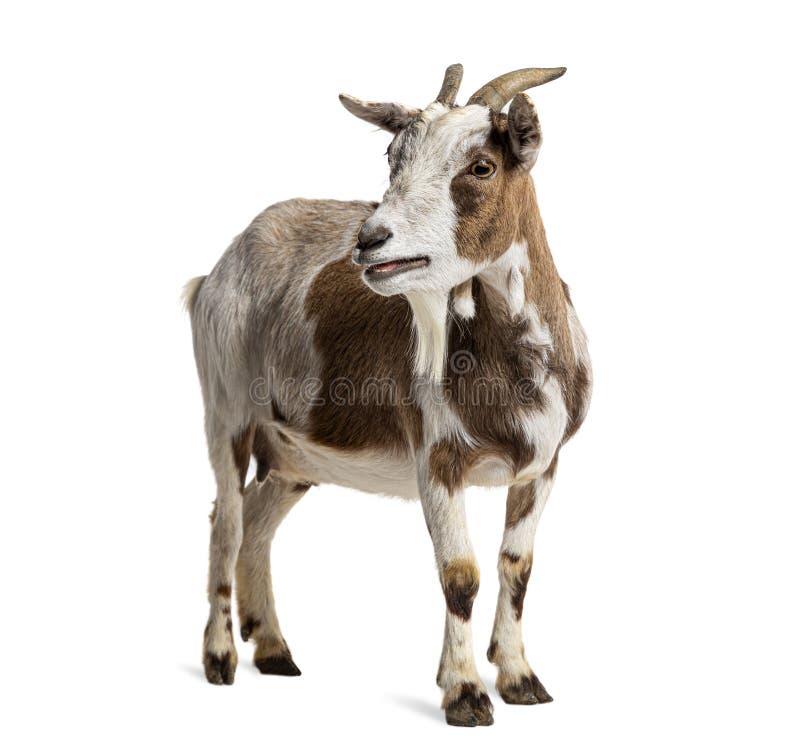 Tibetan Pigmy Goat Facing at the Camera, Isolated on White Stock Image ...