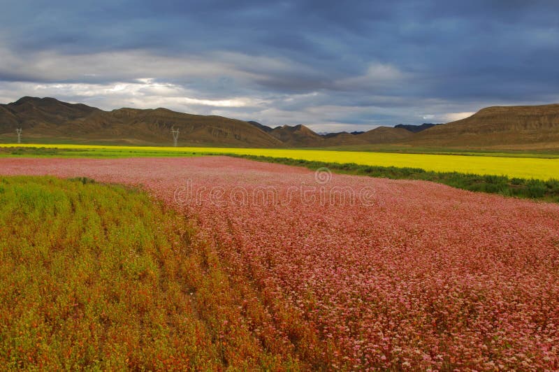 The Tibetan Plateau To the Crops Stock Photo - Image of plateau, crops ...