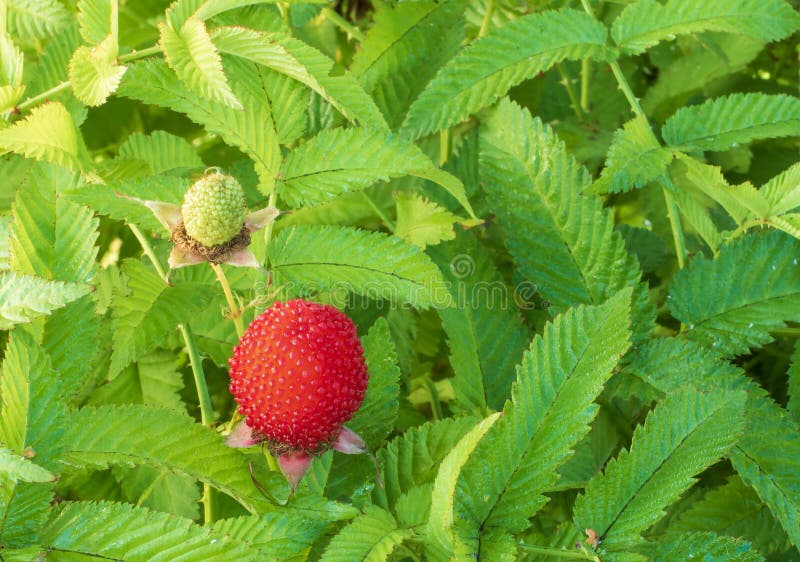 Tibetan Raspberry Varieties Strawberry - Raspberry Berry Against the ...