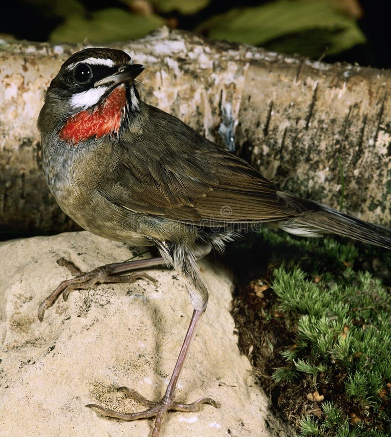 Tibetan Robin, Adult Standing on Stone Stock Photo - Image of wildlife ...