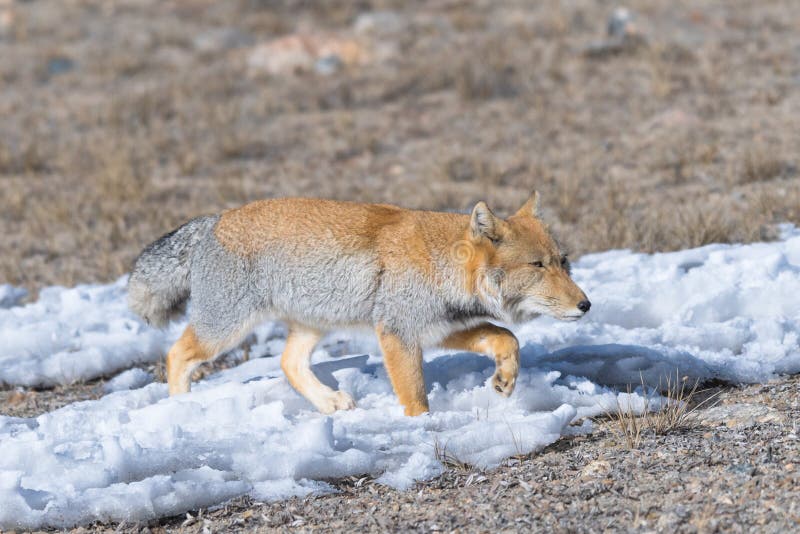 Tibetan Sand Fox from North Sikkim Stock Photo - Image of sniffing ...