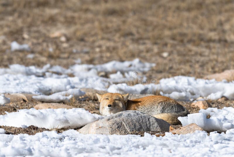 Tibetan Sand Fox from North Sikkim Stock Image - Image of tibetan ...