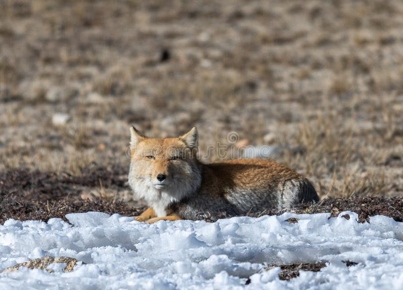 Tibetan Sand Fox