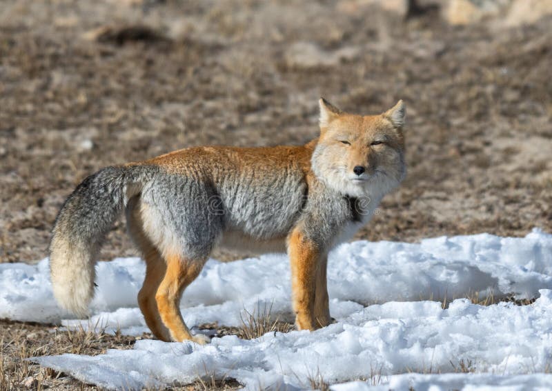 Tibetan Sand Fox from North Sikkim Stock Image - Image of animals ...