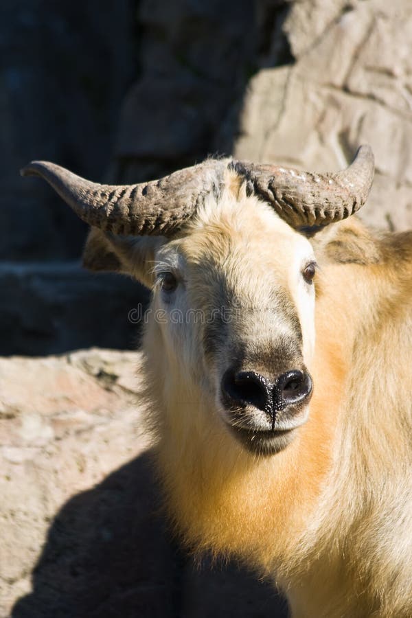 Golden takin stock image. Image of golden, fleece, wildlife - 44363787