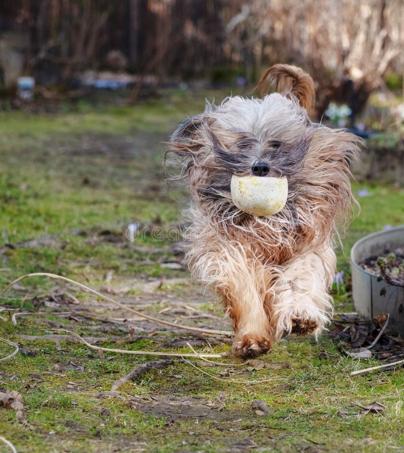 Tibetan Terrier Dog Running in the Garden Stock Image - Image of animal ...
