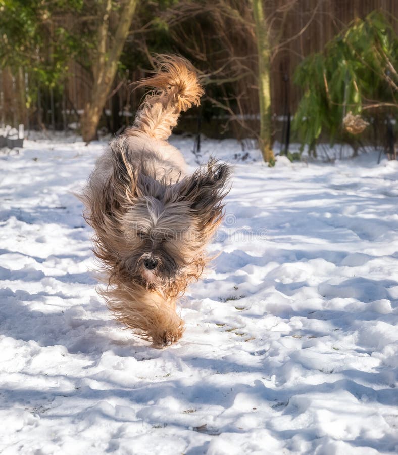Tibetan Terrier Dog Running in the Snow Stock Image - Image of tibetan ...