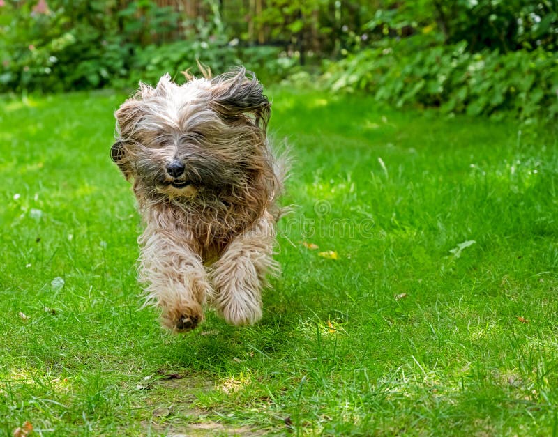 Tibetan Terrier Running in the Garden Stock Photo - Image of tibetan ...