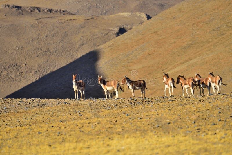 Tibetan wild donkey stock photo. Image of nature, tibetan - 78782888