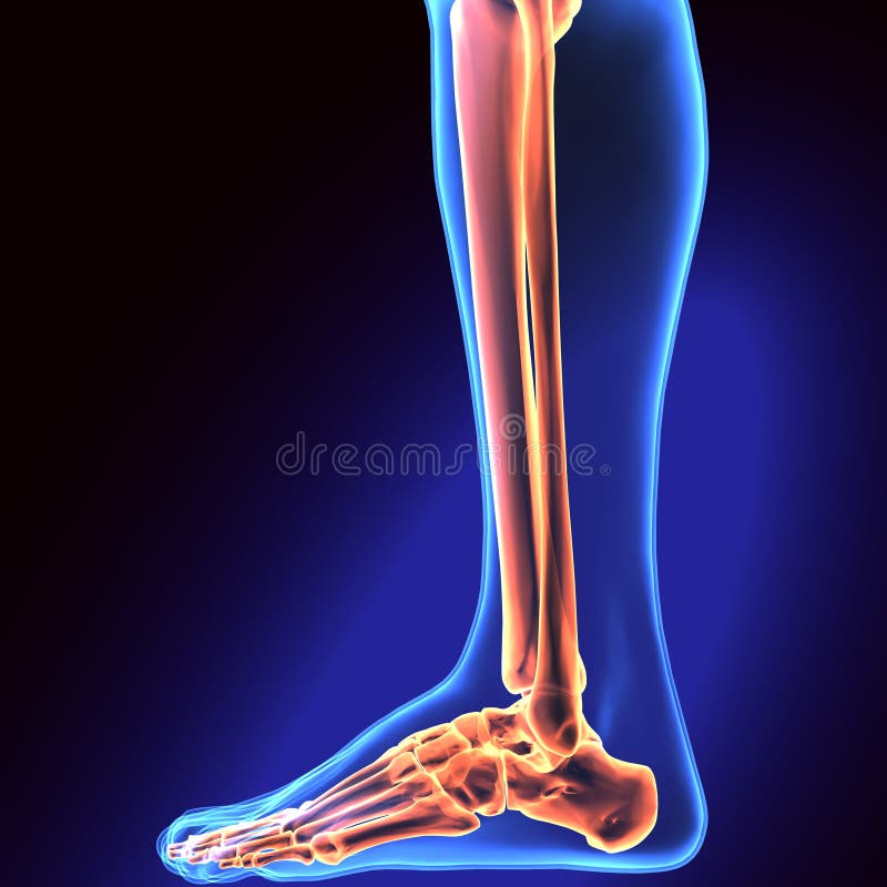 Shank Bone Stock Illustrations – 428 Shank Bone Stock Illustrations ...