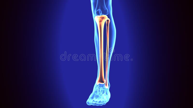 3D Illustration of Human Skeleton Tibia and Fibula Bones Stock ...