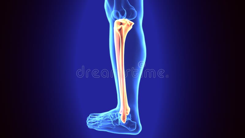 Shank Bone Stock Illustrations – 428 Shank Bone Stock Illustrations ...