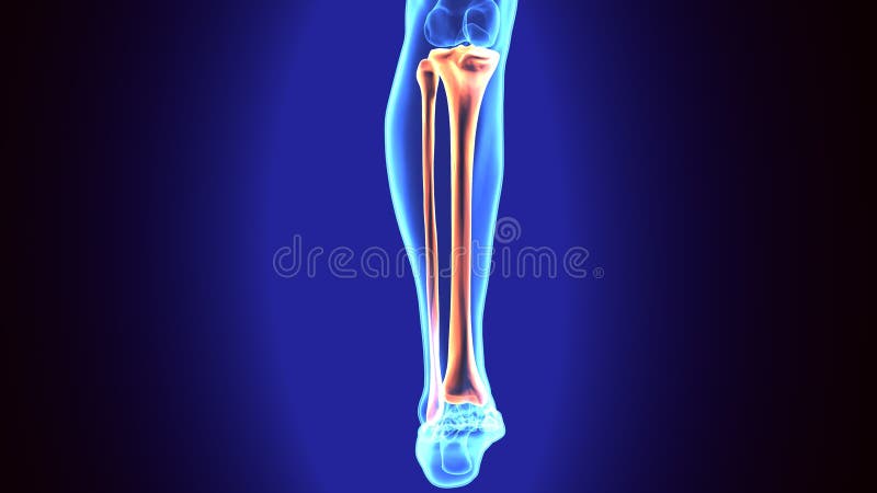 3D Illustration of Human Skeleton Tibia and Fibula Bones Stock ...