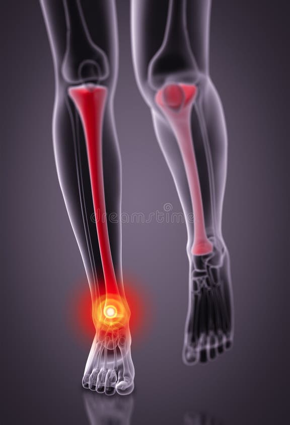 3D Rendering Illustration of Tibia Bone Stock Illustration ...