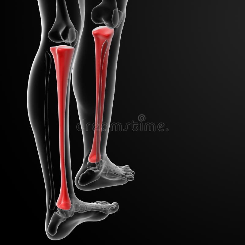The tibia bone stock illustration. Illustration of skeletal - 155220409